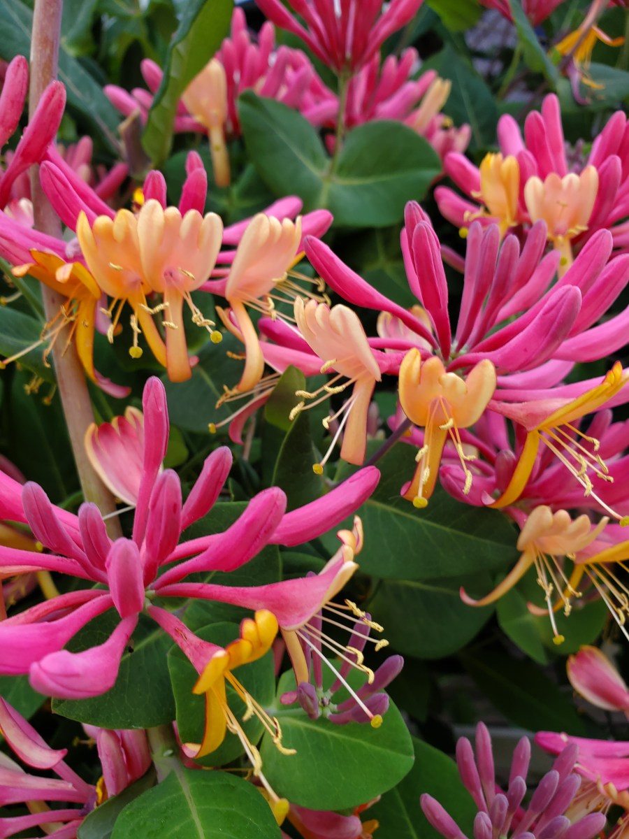 Honeysuckle – barb j beyers