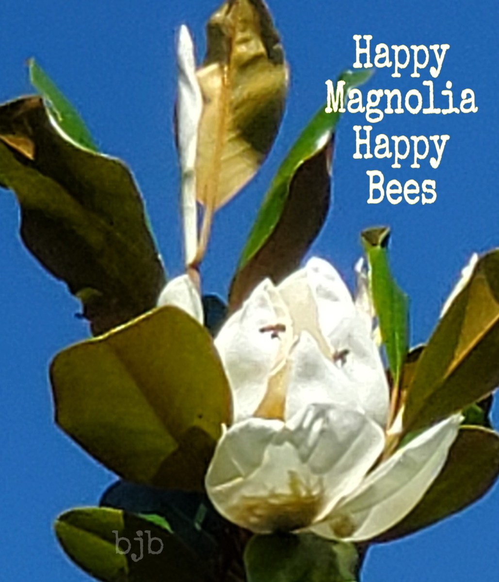 Memes 6/2023 – barb j beyers