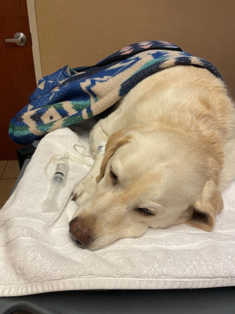 Rhino – barb j beyers