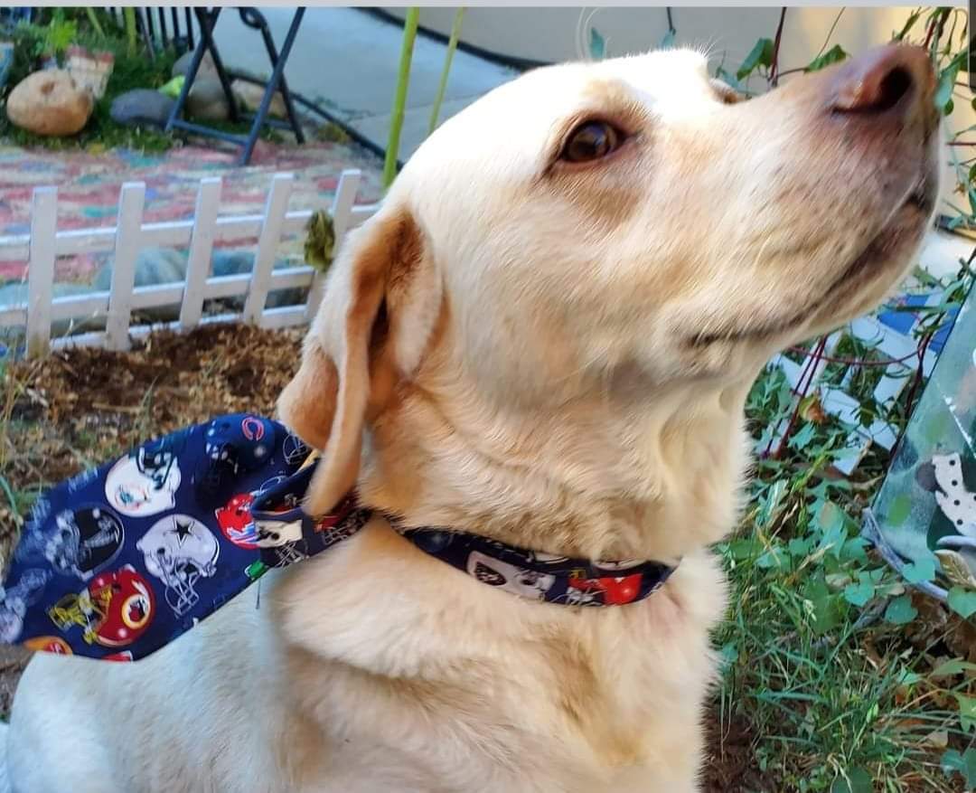 Rhino’s Song – barb j beyers